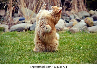 Dancing Cat Stock Photo (Edit Now) 134385734