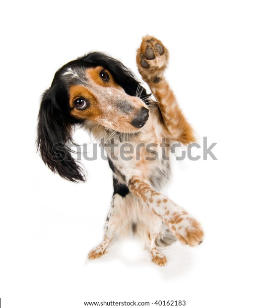 Dancing Dog Stock Photo (Edit Now) 40162183