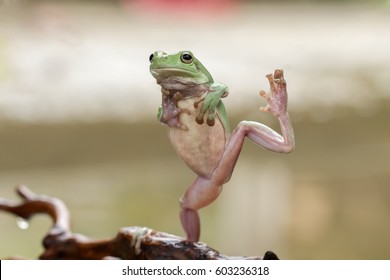 1,030 Frog dance Images, Stock Photos & Vectors | Shutterstock