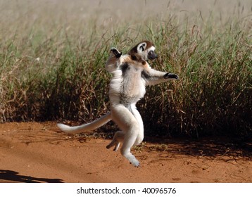 398 Lemur Dancing Images, Stock Photos & Vectors | Shutterstock