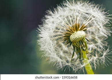 9,560 Wind pollinated flowers Images, Stock Photos & Vectors | Shutterstock