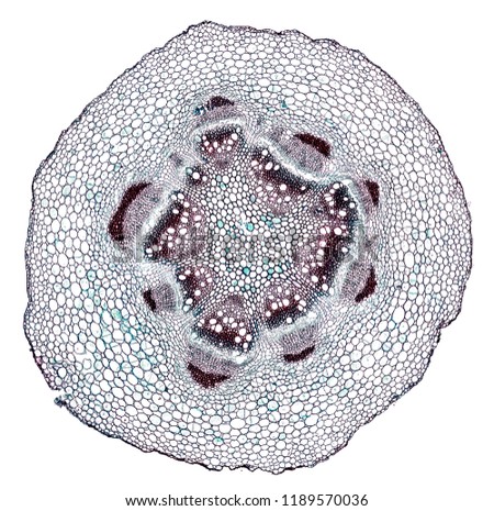 Dandelion Flower Root Cross Section Cut Stock Photo (Edit Now ...