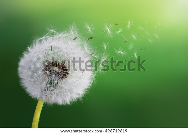 Dandelion Flying Stock Photo (Edit Now) 496719619