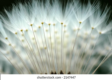 Dandelion Gothic Stock Photo 2147447 | Shutterstock