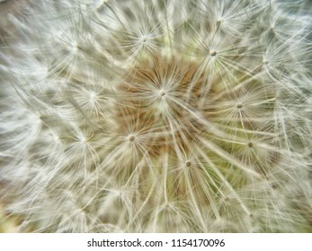 Dandelion Pattern Texture Stock Photo 1154170096 | Shutterstock