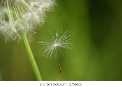 300 Falling dandelion seeds Images, Stock Photos & Vectors | Shutterstock