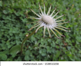 Dandelion Seeding Stage Process Stock Photo 1538513258 | Shutterstock