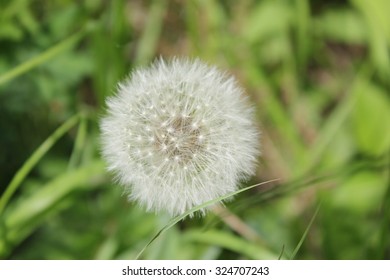 8,760 Dandelion Top View Images, Stock Photos & Vectors | Shutterstock