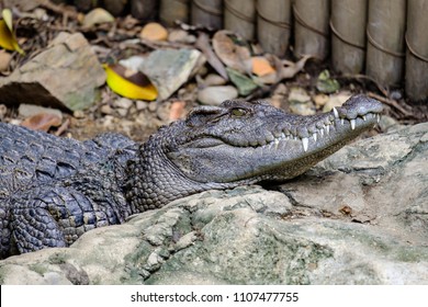 Toothless Saltwater Crocodilecrocodylus Porosus Opens Mouth库存照片 ...