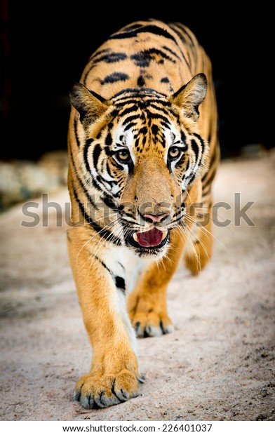 Dangerous Tiger Stock Photo (Edit Now) 226401037