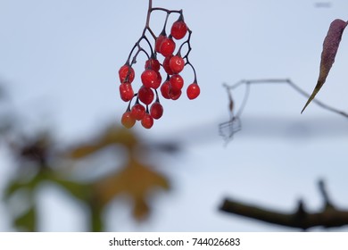 339 Dangle berry Images, Stock Photos & Vectors | Shutterstock