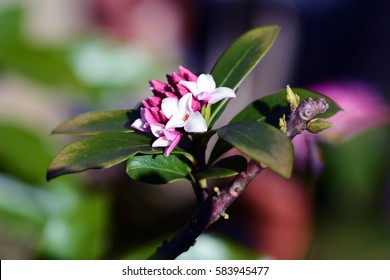 1,042 imágenes de Daphne tree - Imágenes, fotos y vectores de stock ...