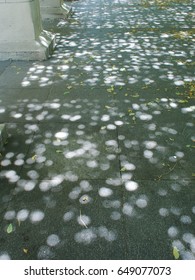Dappled Light Stock Photo 649077073 | Shutterstock