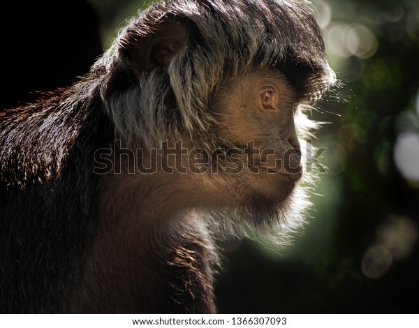 Dark Background Process Stock Photo 1366307093 | Shutterstock