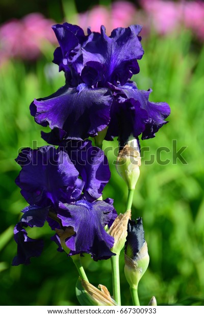 Dark Blue Iris Flower Stock Photo 667300933 | Shutterstock