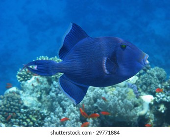 Dark Blue Trigger Fish Stock Photo 29771884 | Shutterstock