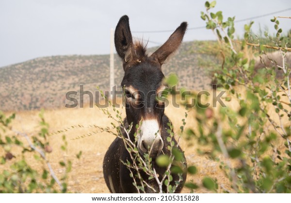 163 Beautiful Brown Donkey Looking Camera Images, Stock Photos ...