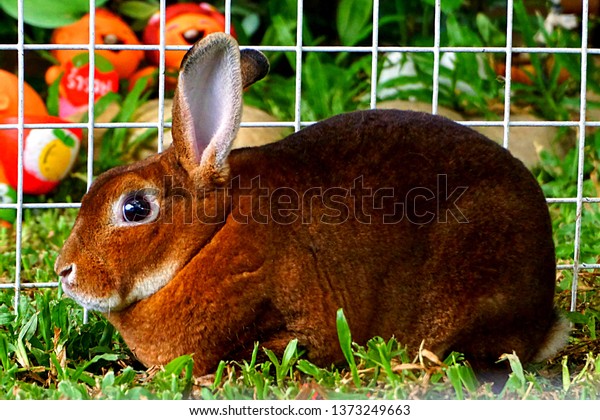 Dark Brown Rabbit Stock Photo 1373249663 | Shutterstock