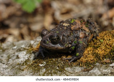 Dark Brown Toad Stock Photo 484459804 | Shutterstock