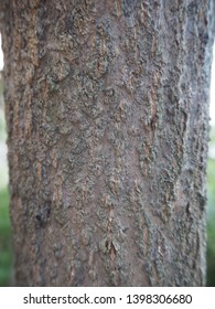 Dark Brown Tree Rough Surface Stock Photo 1398306680 | Shutterstock