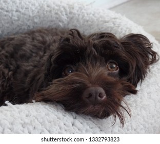 Dark Chocolate Cockapoo Stock Photo (Edit Now) 1332793823