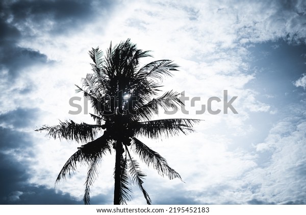 Dark Coconut Tree Background Shadow Coconut Stock Photo 2195452183 ...