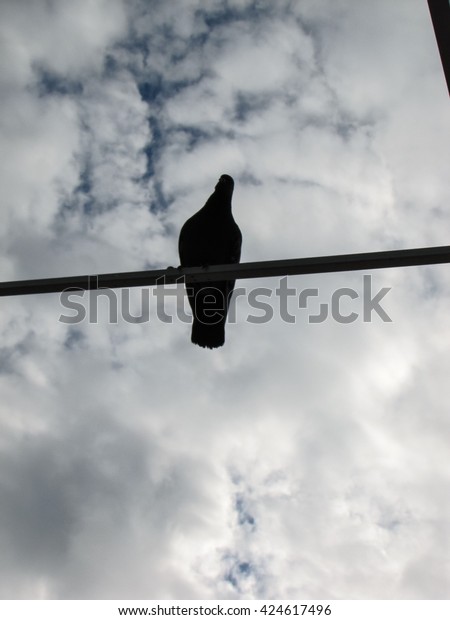 Dark Dove Stock Photo 424617496 | Shutterstock