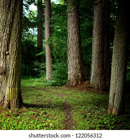 30,611 Dark forest trail Images, Stock Photos & Vectors | Shutterstock