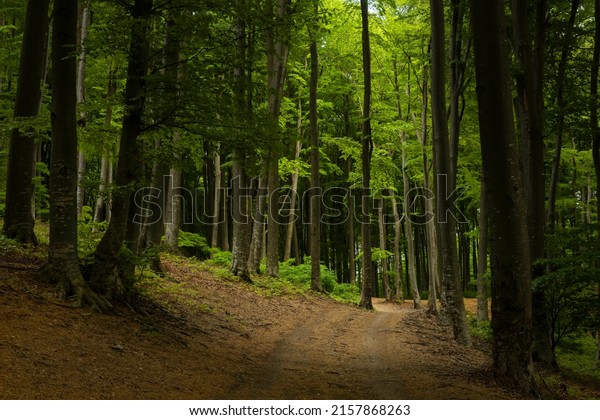 Dark Forest Light Through Trees Green Stock Photo 2157868263 | Shutterstock