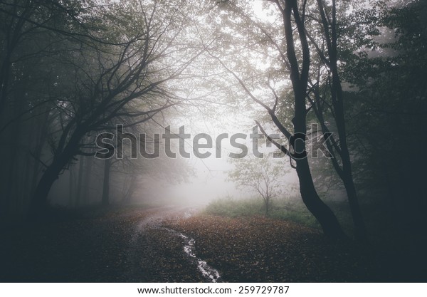 Dark Forest Path Stock Photo 259729787 | Shutterstock