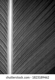Dark Gray Leaf Texture Lines Pattern Stock Photo 1823189462 | Shutterstock