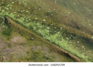 Dark Green Colored Algae That Fill Stock Photo 2182921709 | Shutterstock