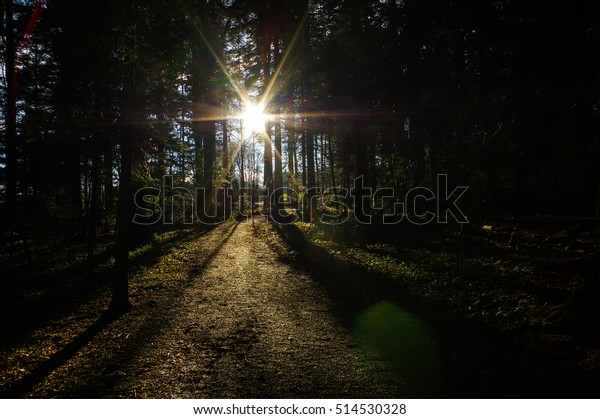 Dark Green Forest Path Between Trees Stock Photo (Edit Now) 514530328