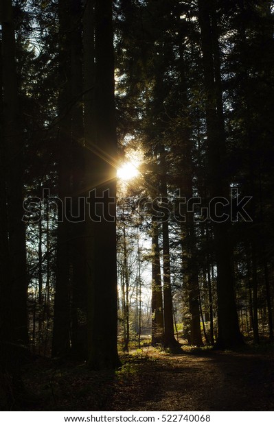 Dark Green Forest Path Between Trees Stock Photo 522740068 | Shutterstock
