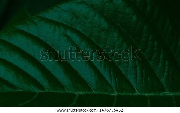 Dark Green Leaf Texture Background Stock Photo (Edit Now) 1476756452