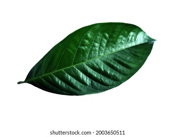 Dark Green Leaf Texture Leaf Pattern Stock Photo 2003650511 | Shutterstock