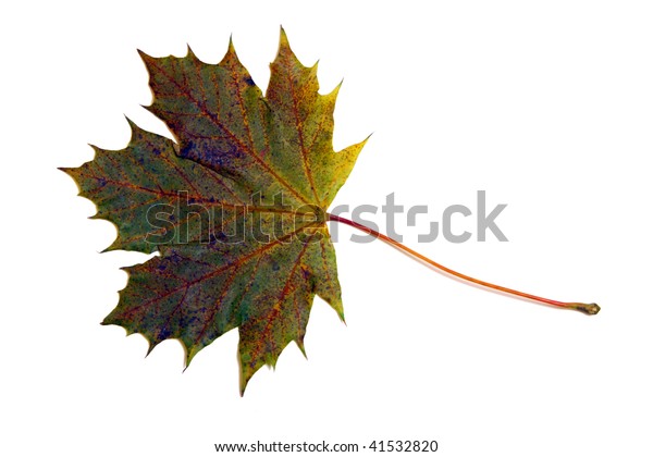 Dark Green Maple Leaf Stock Photo 41532820 | Shutterstock