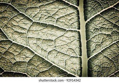 Dark Leaf Texture Abstract Spring Background Stock Photo (Edit Now ...