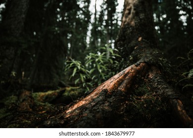 Dark Moody Tree Trunk Missing Bark Stock Photo 1843679977 | Shutterstock