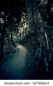 Dark Path Stock Photo 567206614 | Shutterstock
