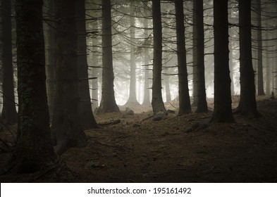11,642 Spooky pine trees Images, Stock Photos & Vectors | Shutterstock