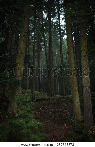 Dark Pine Tree Forest Stock Photo 1257345673 | Shutterstock