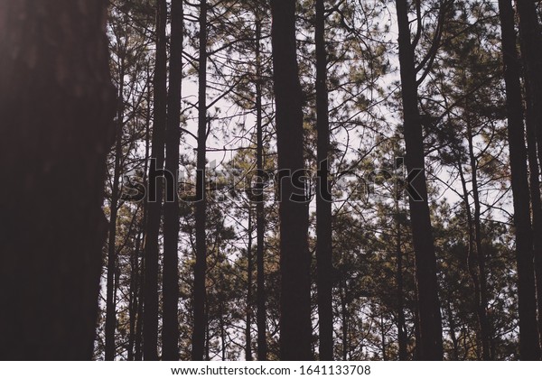 Dark Pine Tree Rainforest Stock Photo 1641133708 | Shutterstock