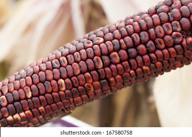 Dark Red Corn Stock Photo 167580758 | Shutterstock