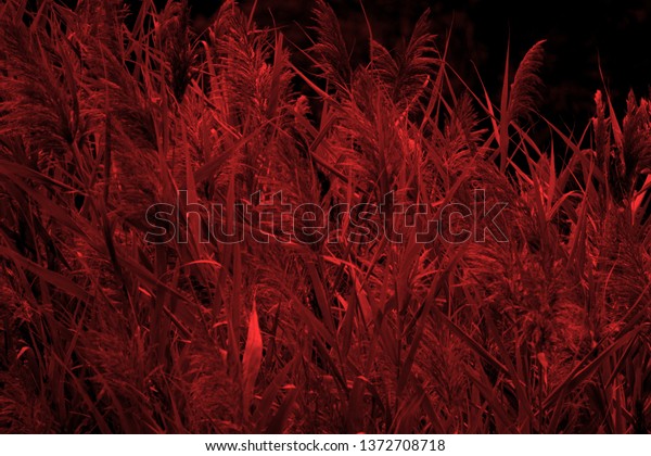 Dark Red Grass Stock Photo 1372708718 | Shutterstock