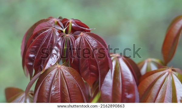 Dark Red Native Tree Sapling Stock Photo 2162890863 | Shutterstock