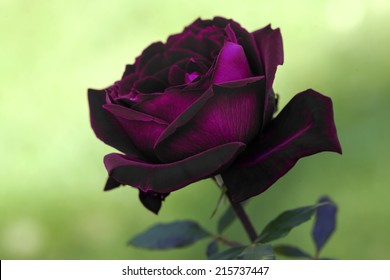 247,188 Dark roses Images, Stock Photos & Vectors | Shutterstock