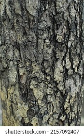 Dark Texture Tree Stock Photo 2157092407 | Shutterstock