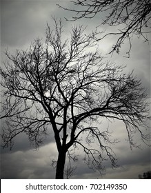 Dark Tree Stock Photo 702149350 | Shutterstock