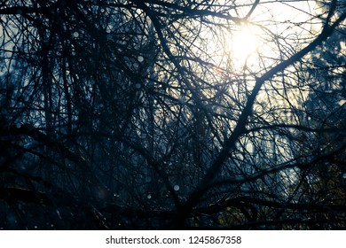 They Few Branches Tree Which Show Stock Photo 1625491048 | Shutterstock